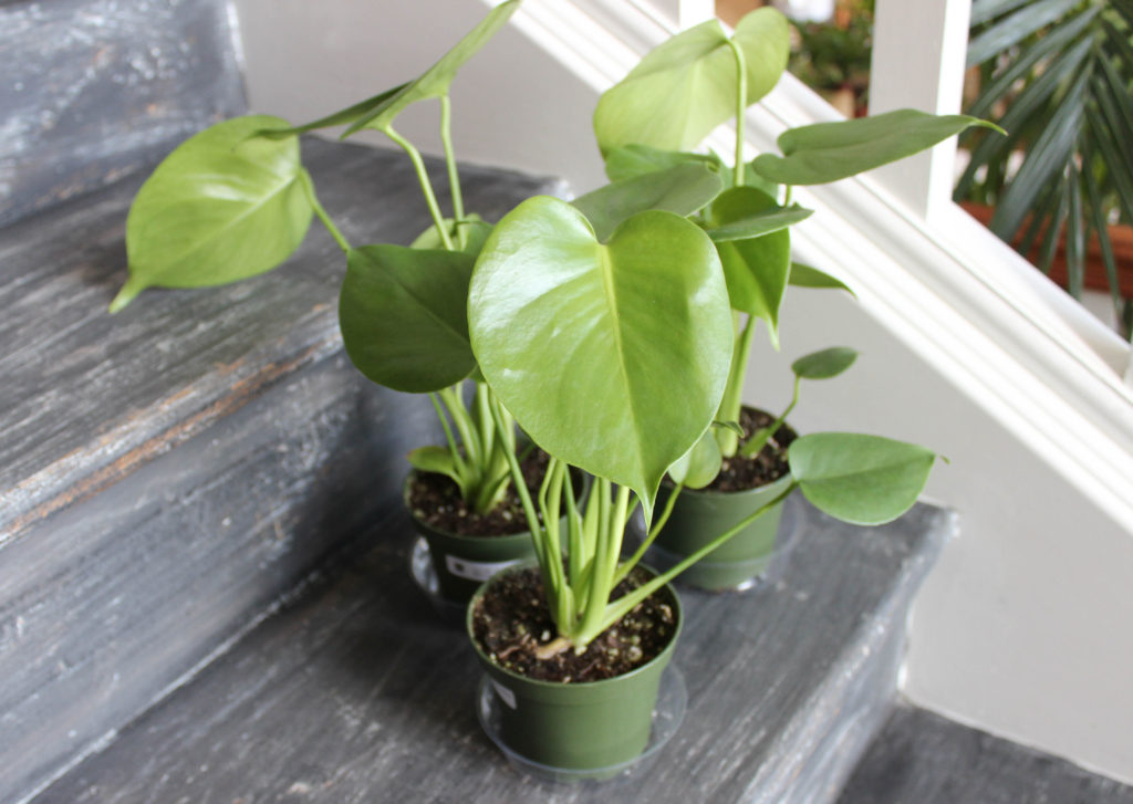 Meet the Split Leaf Philodendron – Retreat Plant Company
